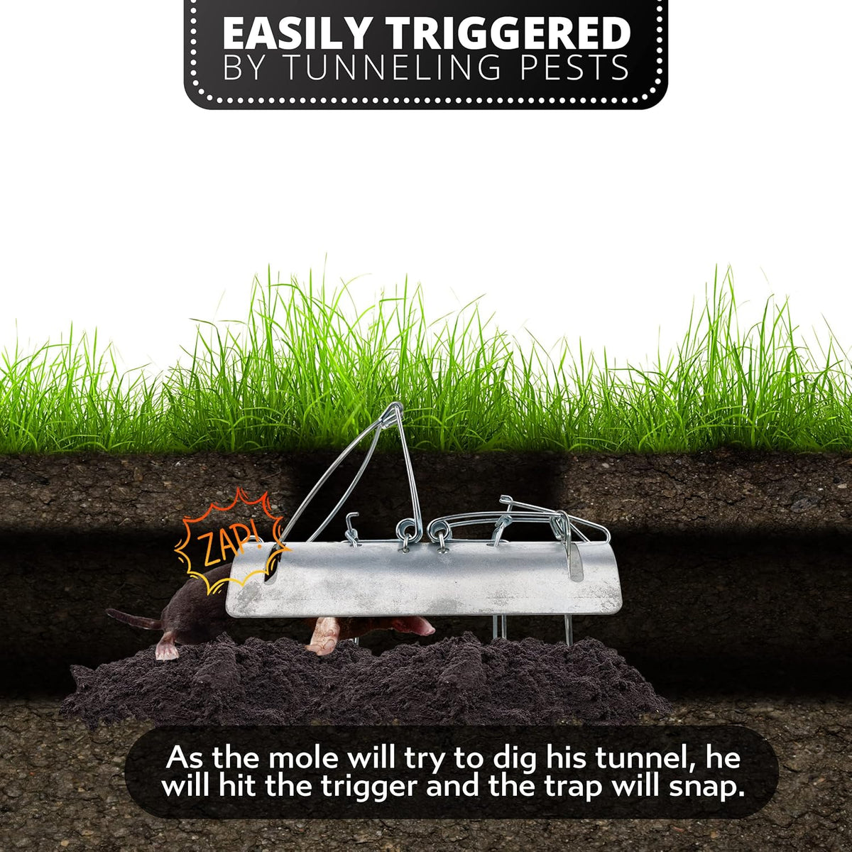 Pest Control Solutions – Lester Lowe Ltd